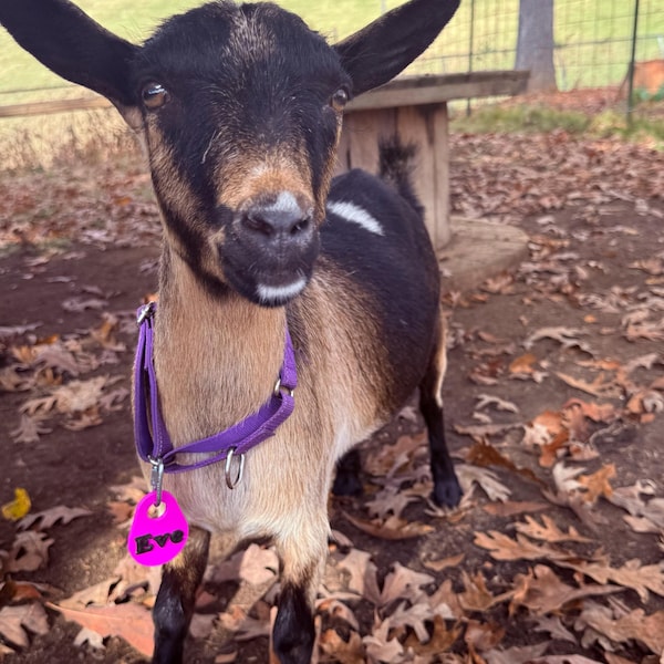 Goat Name Tags 3D Printed - Etsy