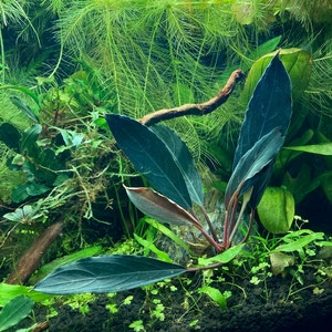 Bucephalandra Akantha Live Aquarium Plant - Etsy