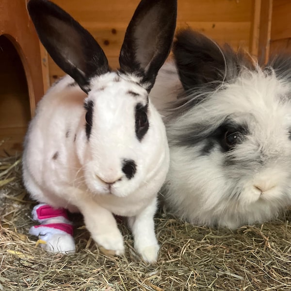 Size: Jumbo Rabbit Hock Socks 2-way Straps - Etsy