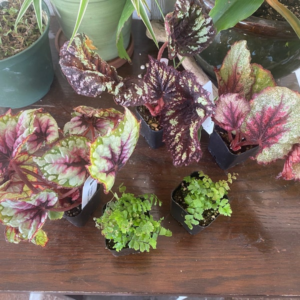 Rex Begonia 'raspberry Splash' BFF Exclusive - Etsy