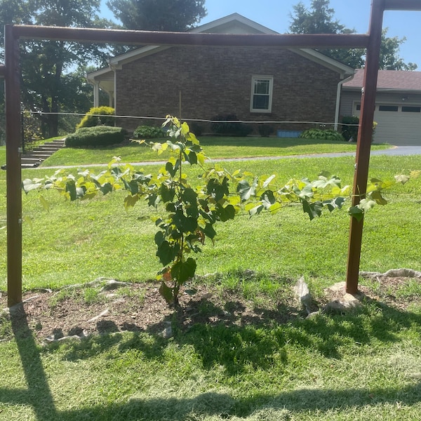 Einset Red Seedless Grape, Live Potted Plant, 1-2 Years Old. - Etsy