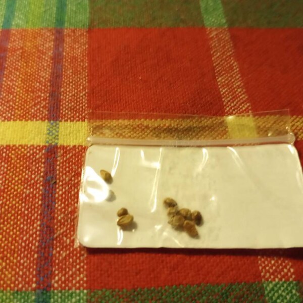 Red Cedar Tree Seeds - Heirloom, Open Pollinated, Non GMO - Grow ...