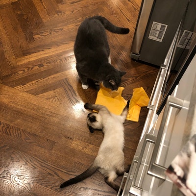 Popcorn Kicker Cat Toy, Catnip Toy, Carnival Popcorn, Movie Theatre ...