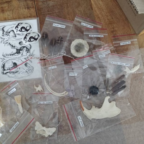 Natural History Mystery Box: Bone, Fossil & Mineral Collection - Etsy