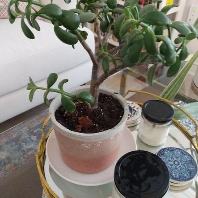 6 Inch Pot Pink Pot Small Pot Cylinder Pot Succulent Pot Cactus Pot ...