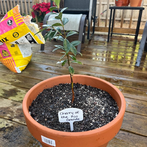 Tall Grafted 'giant Fuyu' Persimmon Tree - Fast Fruit Bearing - Rare ...