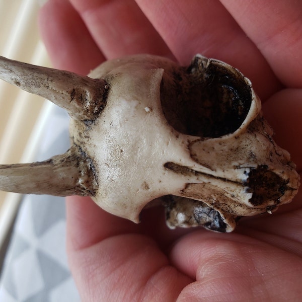 Raven Skull Replica Catalyst Studios Exclusive for Display Costume ...