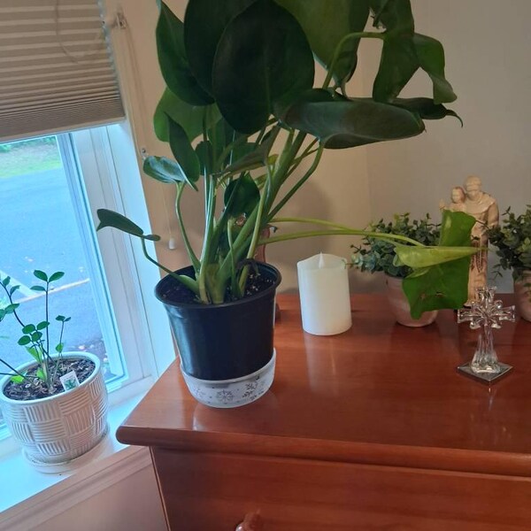 Monstera Deliciousa Live Indoor Plant, Easy Care Low Light Houseplant ...