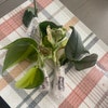 Moonlight Pothos, Scindapsus Treubii Moonlight, Sterling Silver Plant ...