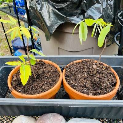 Siling Labuyo RARE Filipino Chili Pepper Seeds Free Shipping the ...