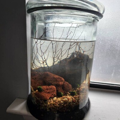 Java Moss Ball Nano Packs Live Aquarium Plant for Terrariums ...
