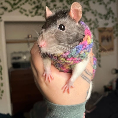 Rat Sweater Cozy Sweater Pet Sweater Red Heart Yarn New Colors Updated ...