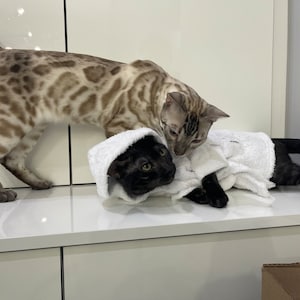 Kotomoda Shower Caps for Sphynx Cats and Small Pets 20pcs in a - Etsy