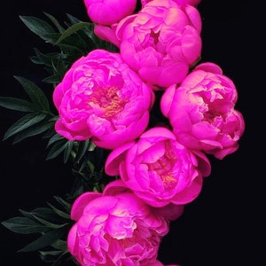 How to Work With Apollo: DIY Altar Guide Hellenic Altar Guide Printable ...