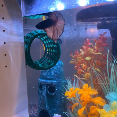 Betta Tunnel Hideout Cave Toy Aquarium Decoration Betta Hammock Decor ...