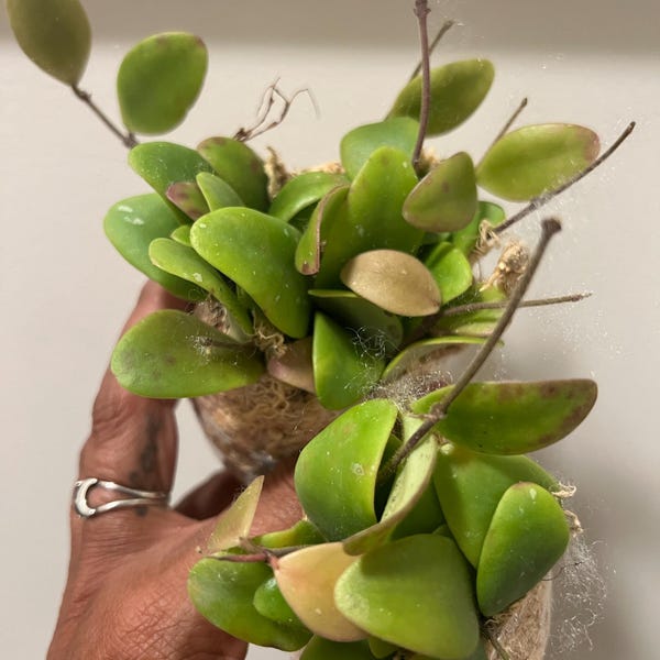 Hoya Bahoi Splash - Etsy