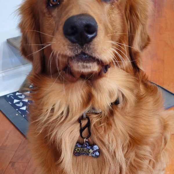 Character Resin Pet Tag | Resin Dog Tag | Resin Cat Tag | Designer Tags ...