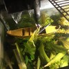 Floating Aquarium Boat,aquarium Decor,aquarium Decoration,fish Tank ...