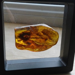 Insect in Amber Inclusion Fossil Baltic Amber Amber - Etsy