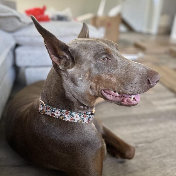 Cowgirl Chic Dog Collar Western Collar Customized Pet Collar Country ...