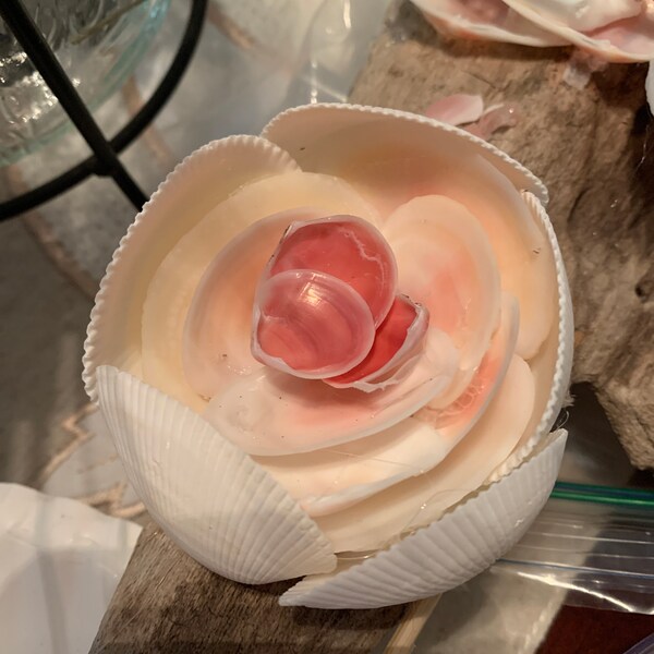 5 to 600 Pieces Rose Cups Shells Small Medium Oval Rose Cup Clam Cockle ...