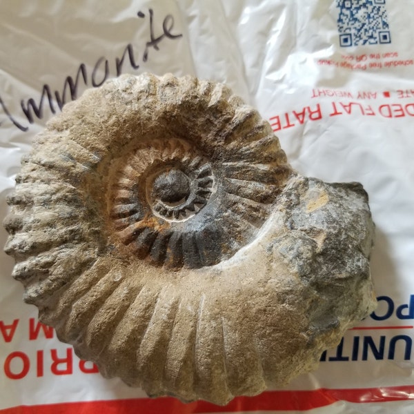 Flash Sale!!** LARGE (1) Raw Ammonite Fossil Cephalopod - 250 Million ...