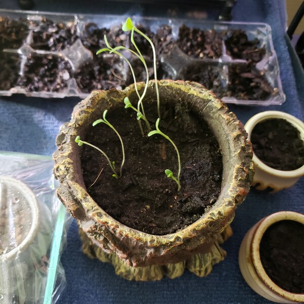 50 PENNIE BLACK - NEMOPHILA Discoidalis Penny White Flower Seeds *comb ...