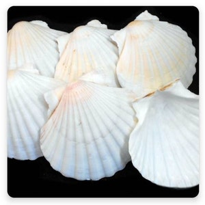 100 Purple Turretella Shells 2-3 Beach Crafts Coastal - Etsy