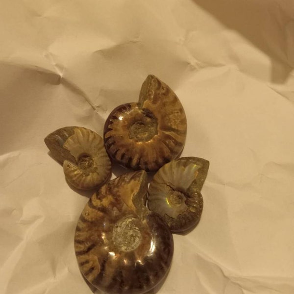 10 Fossils per Lot. Megalodon Tooth, Orthoceras, Shark Teeth, Dino ...