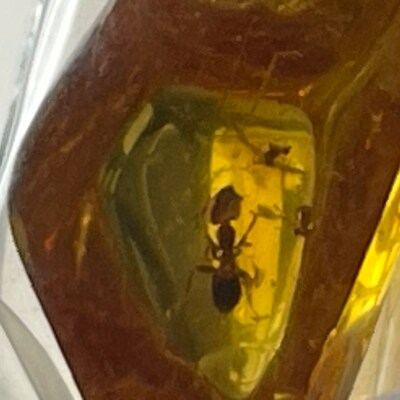 Baltic Amber Inclusion 6685 Great Scale Insect, Coccid Fossil Insect ...