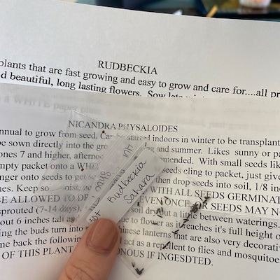 30 RUDBECKIA SAHARA Flower Seeds / Long Lasting Perennial Flower Seeds ...