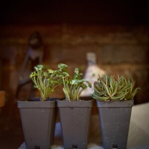 Begonia monica | Etsy