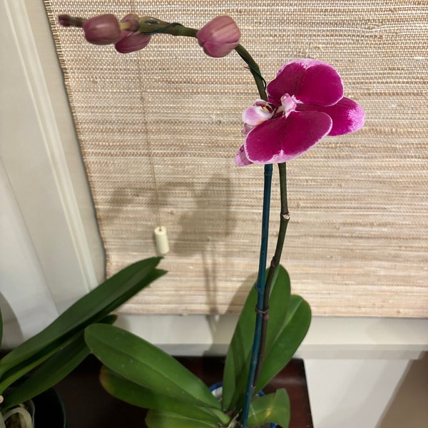 Grand Champion of 2023 Taiwan International Orchid Show. Phal. Hwa Yuan ...