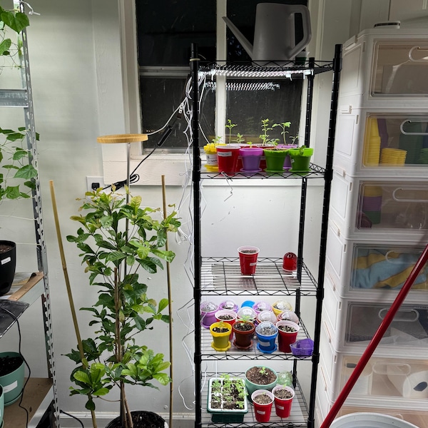 Marcus Pumpkin Avocado Tree , “cold Hardy” Grafted in 3 Gallons Pot, No ...