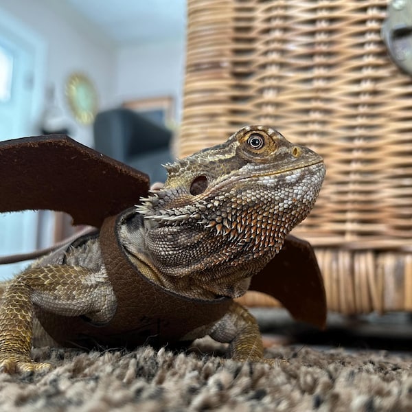Bearded Dragon Hat, Lizard Costume, Reptile Hat, Crochet Knitted Hat ...
