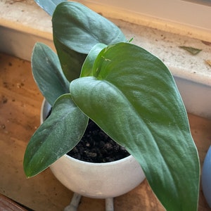 Scindapsus Jade Satin Rare Scindapsus Velvet Pothos Live - Etsy
