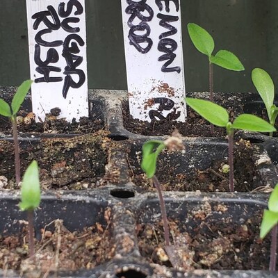 Lemon Drop Pepper Seeds - Etsy