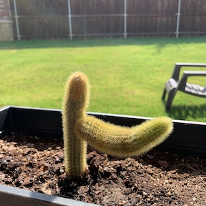 Cleistocactus Tarantula Cactus Cleistocactus Winteri, Golden Rat Tail ...