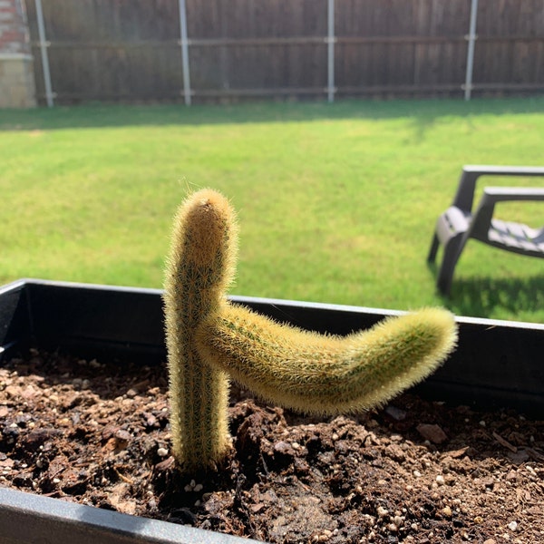 Cleistocactus Tarantula Cactus Cleistocactus Winteri, Golden Rat Tail ...