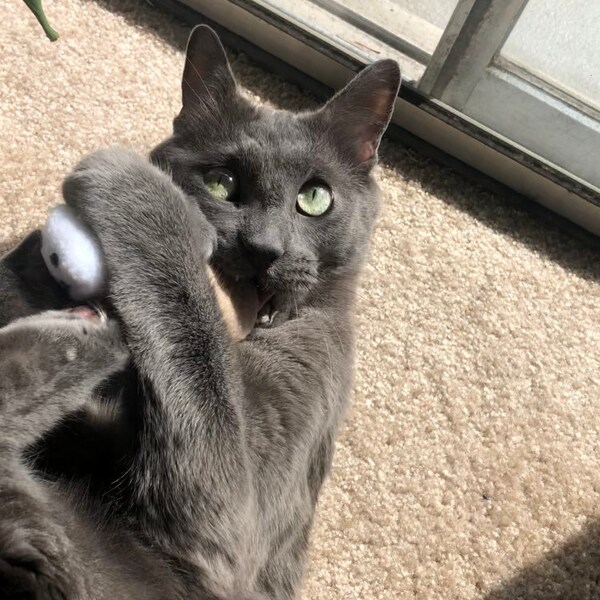 Catnip Cannoli Cat Toy - Etsy