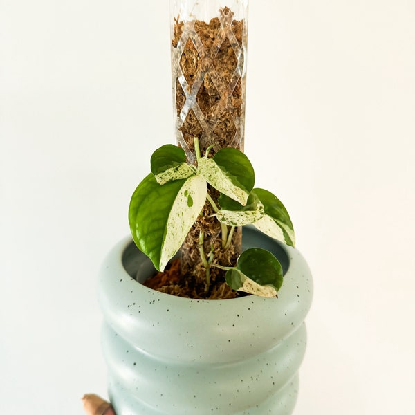 Super Clear Moss Pole D Shaped Stackable Multiple Sizes - Etsy