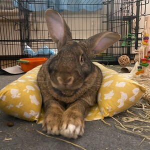 Bunny Snug Bed - Etsy