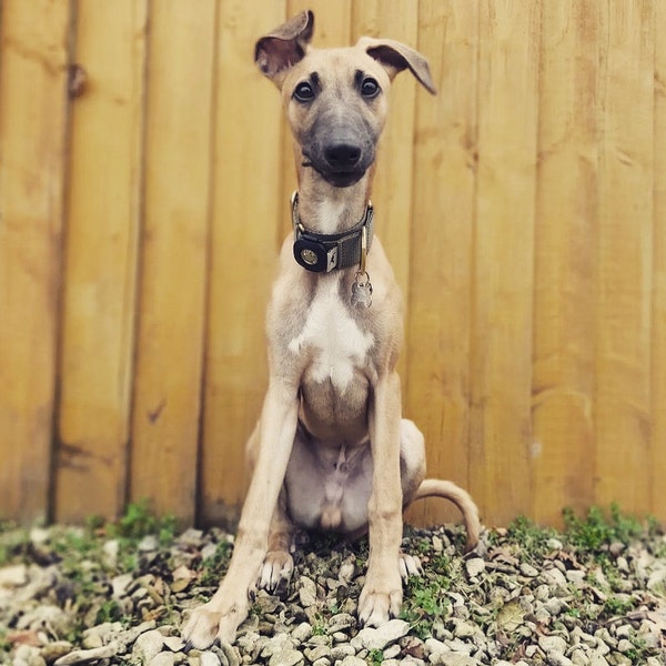 Emerald 'atacama' Whippet Greyhound Italian Lurcher Sighthound ...