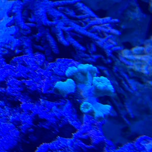 Green Tip Frogspawn - Etsy