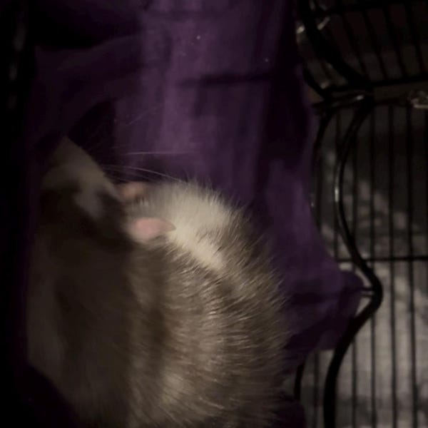 Pet Cargo Net for Cage Pet Rat Toy Accessories, Climbing Net, Fall ...