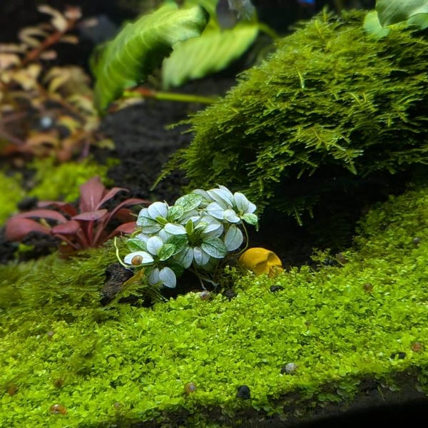 Java Fern 'lionfish' (microsorum Pteropus) on Nutripad - Rare Live ...