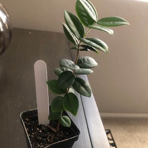 Pitangatuba Star Cherry Eugenia Selloi Neonitida Fruit Tree Seedling ...