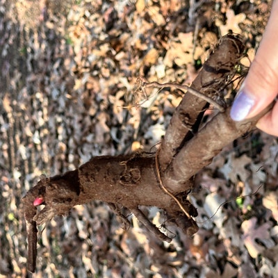 Culvers Root 'fascination' Purple Pink, Tall Flower Spikes, Butterfly ...