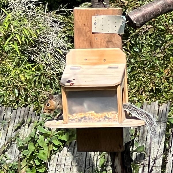 Cedar Bird Nesting House~dove Nesting Box~bird House~pigeon Nesting Box ...