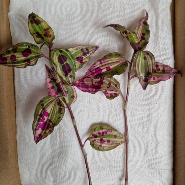 1x Rare Cutting Sillamontana Variegata Tradescantia - Etsy UK